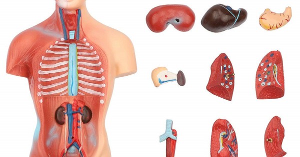 11inch Human Body Model Torso Anatomy Doll 15 Removable Parts Skeleton ...